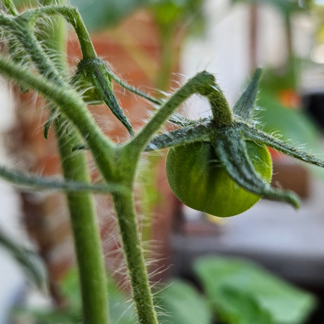 New blooms in the garden – Jenn Doing My Best
